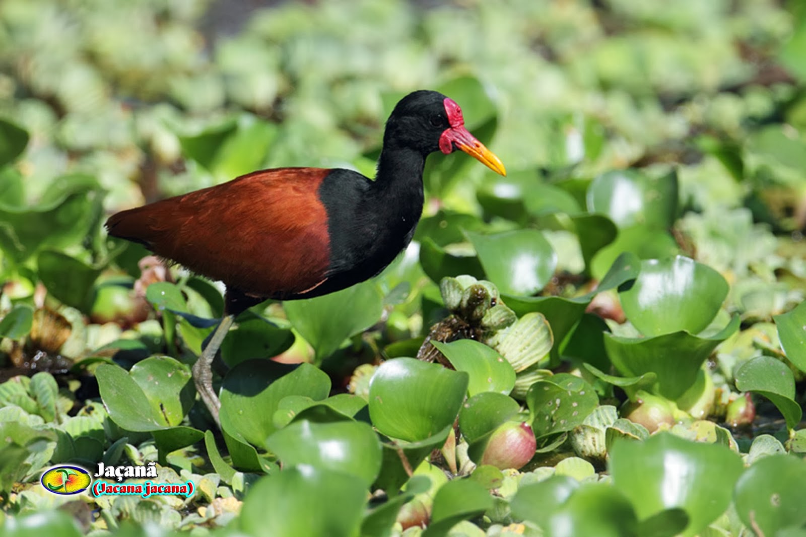 Zoologia: Jaçanã (Jacana jacana)